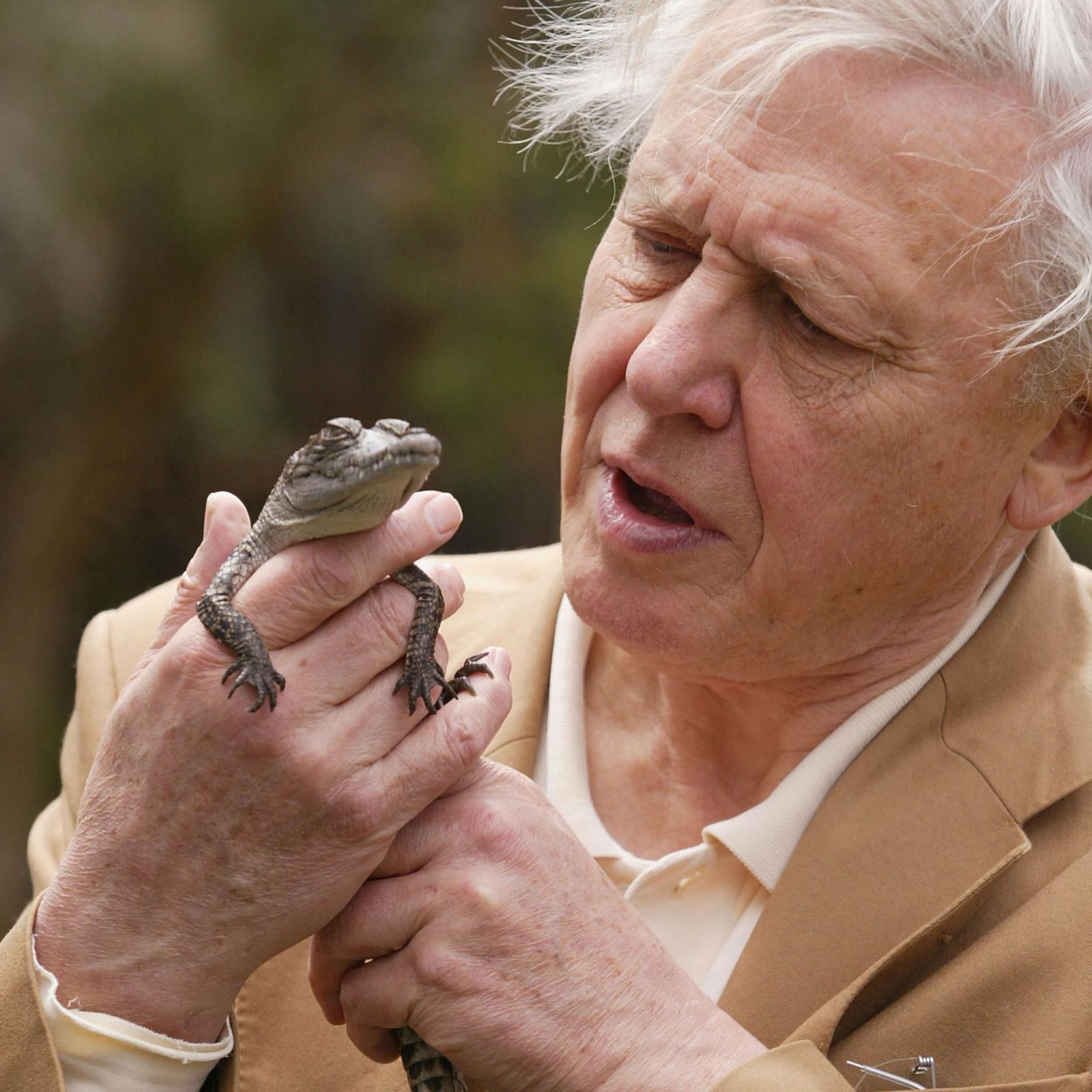 Attenborough's New Documentary Looks at the Human Animal. | Fresh Air ...
